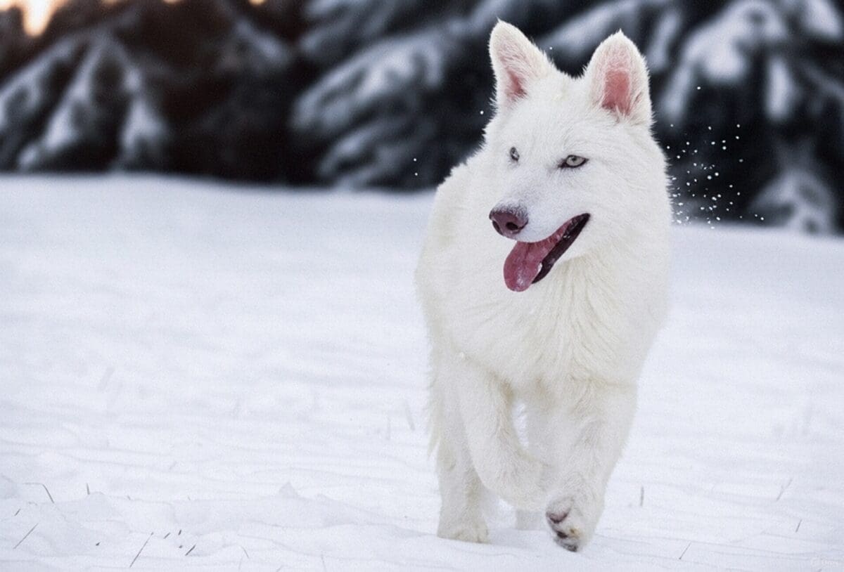 Understanding Key Differences in De-Extinction